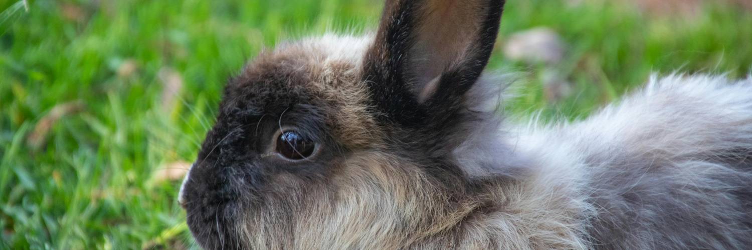 Afternoon Animals: Bunnies | Garland County Library