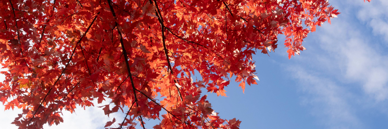OJIBWE STEM: Wild Rice Harvest Sensory Exploration and Craft | Duluth ...