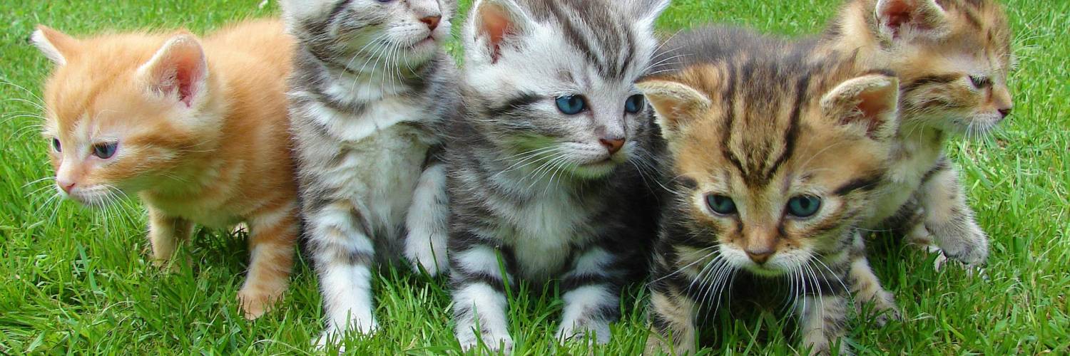 Playful Pets: Winter 2026 (J397) | Middle Country Public Library